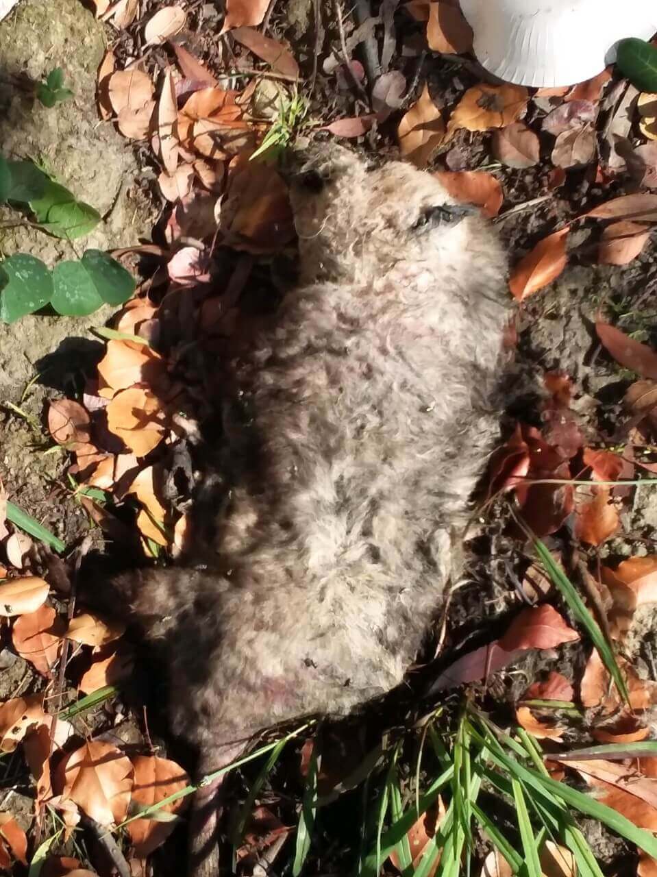 Dead Animal Removal in Studio City - All City Animal Trapping