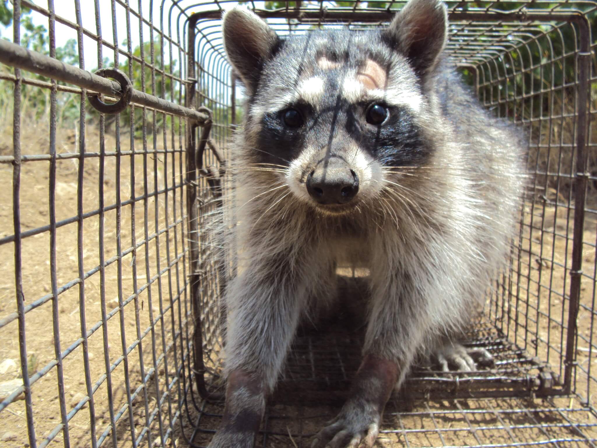 Raccoon Removal Services - Los Angeles | All City Animal Trapping