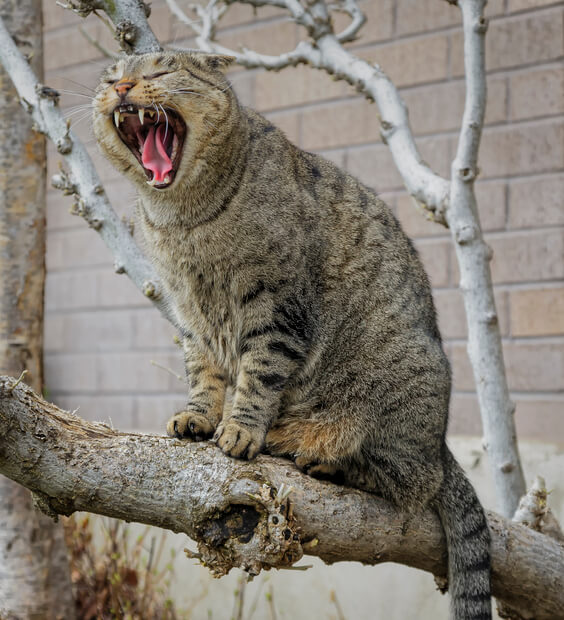 Cat Removal Service - All City Animal Trapping