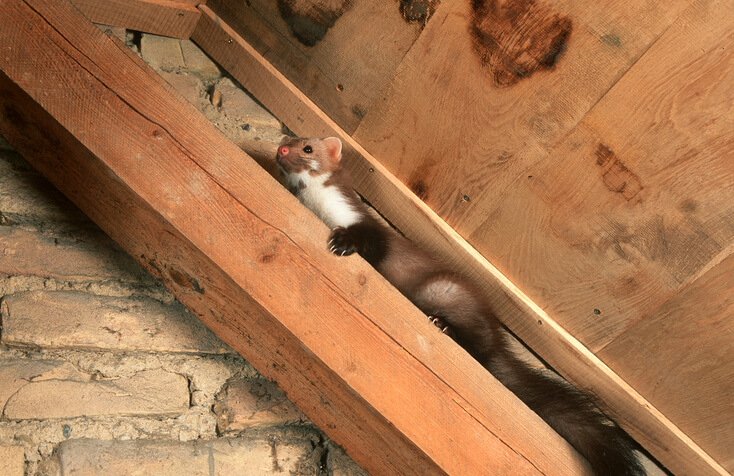 Animals in the Attic - All City Animal Trapping