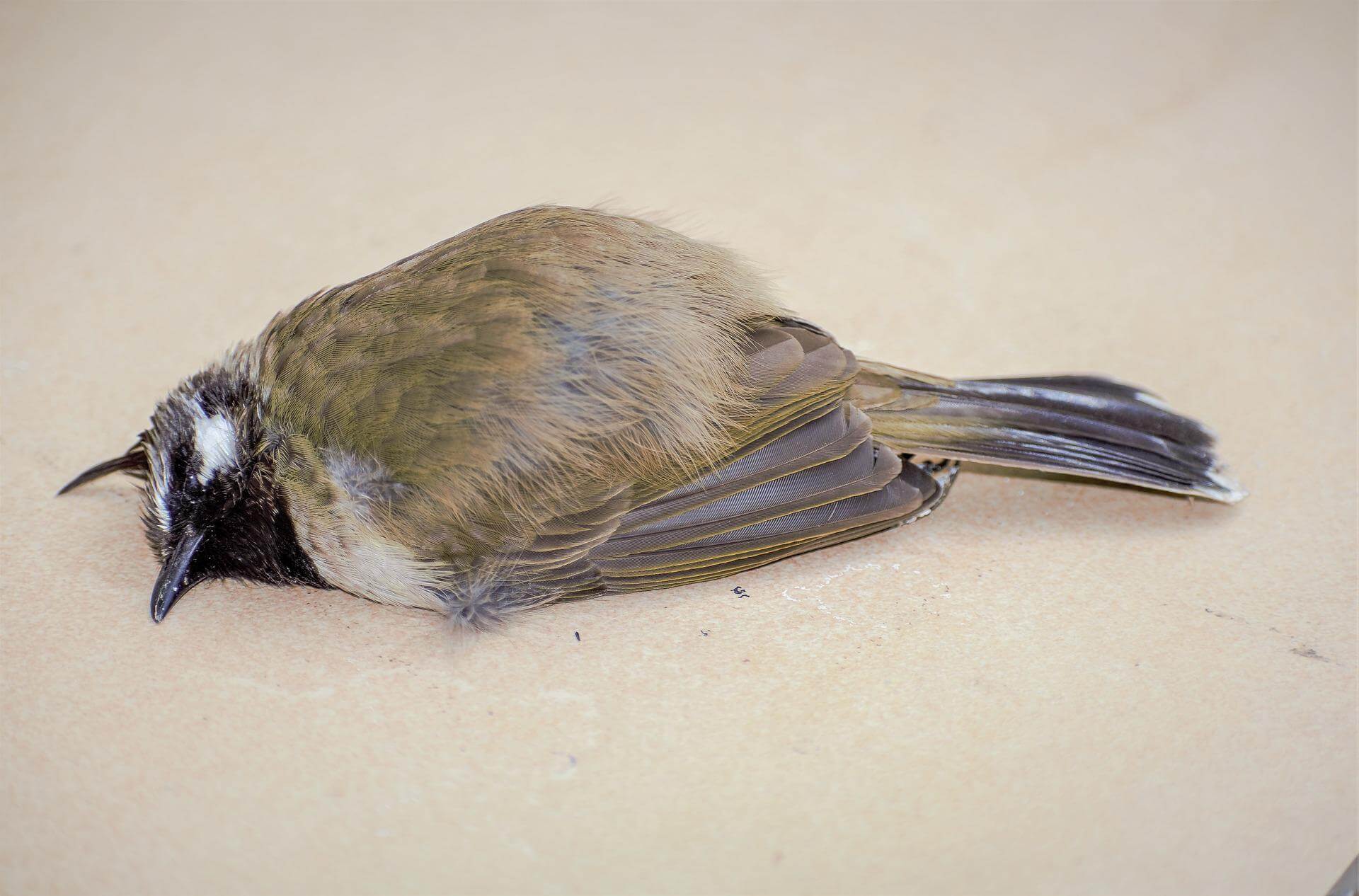 Dead Animal Removal Hermosa Beach - All City Animal Trapping