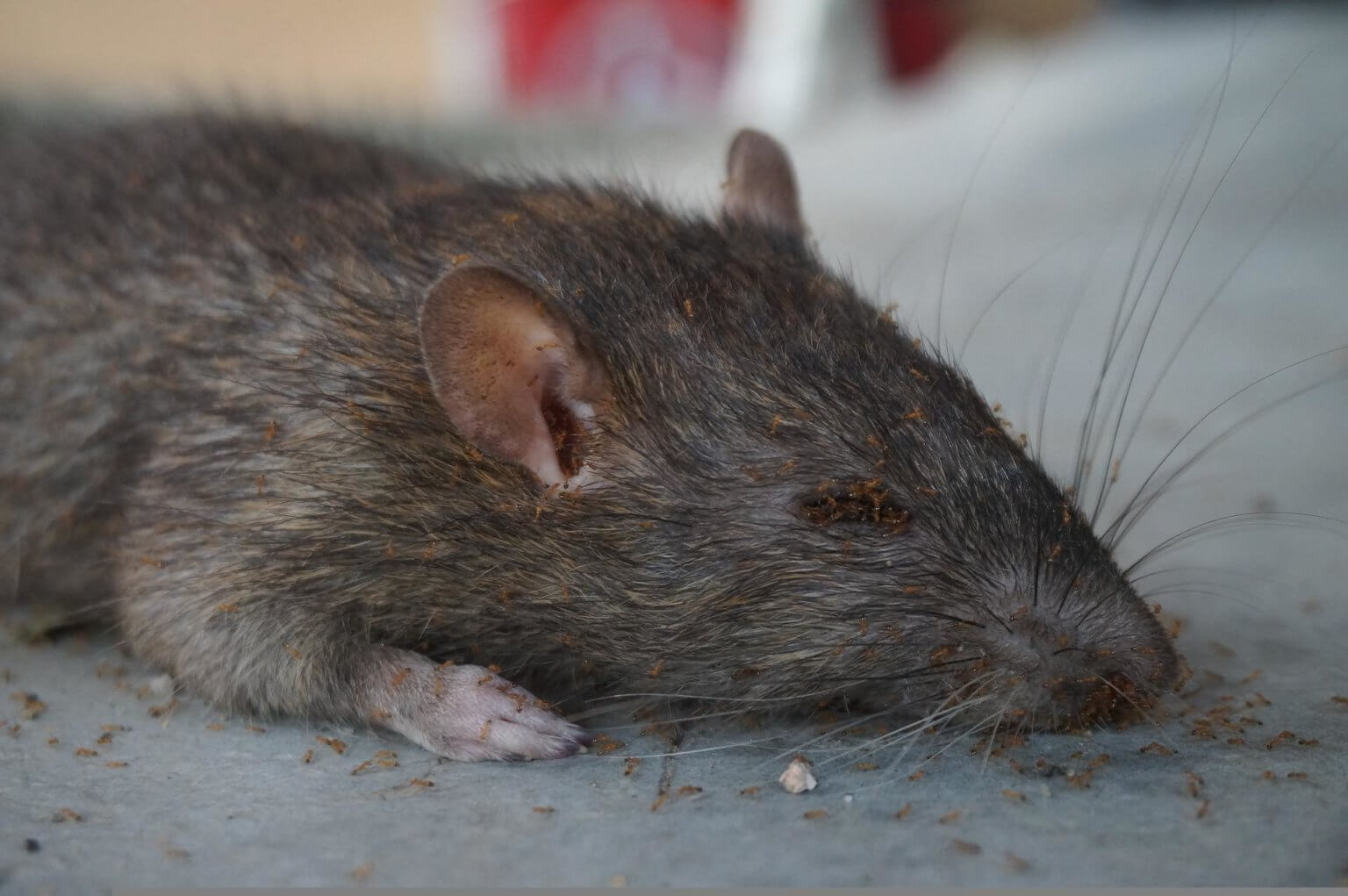 Rat Removal - Los Angeles County Rat Trappers | All City Animal Trapping