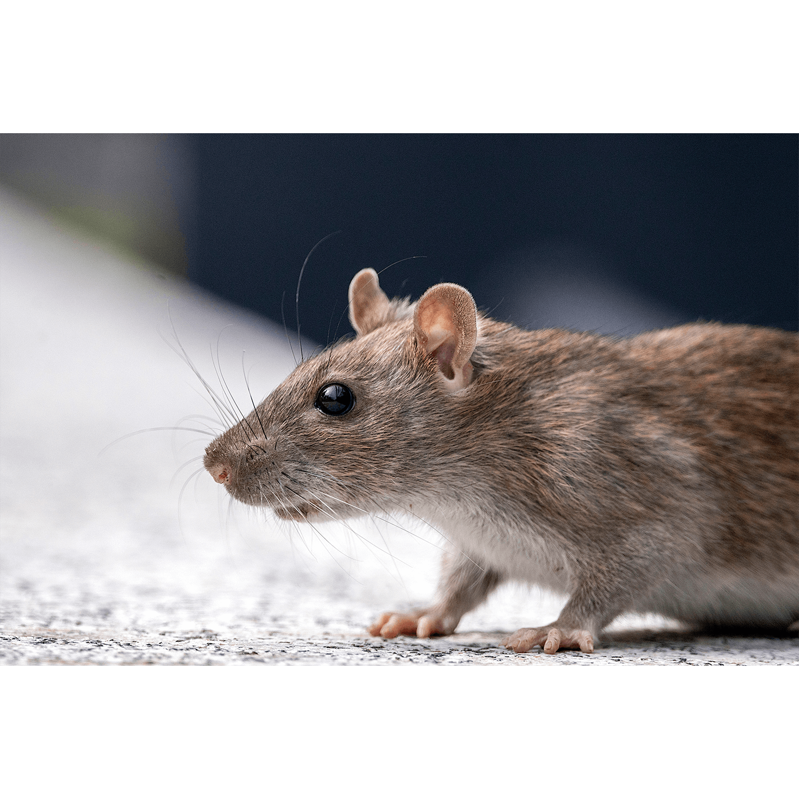 Best El Monte Rodent Control Services - All City Animal Trapping