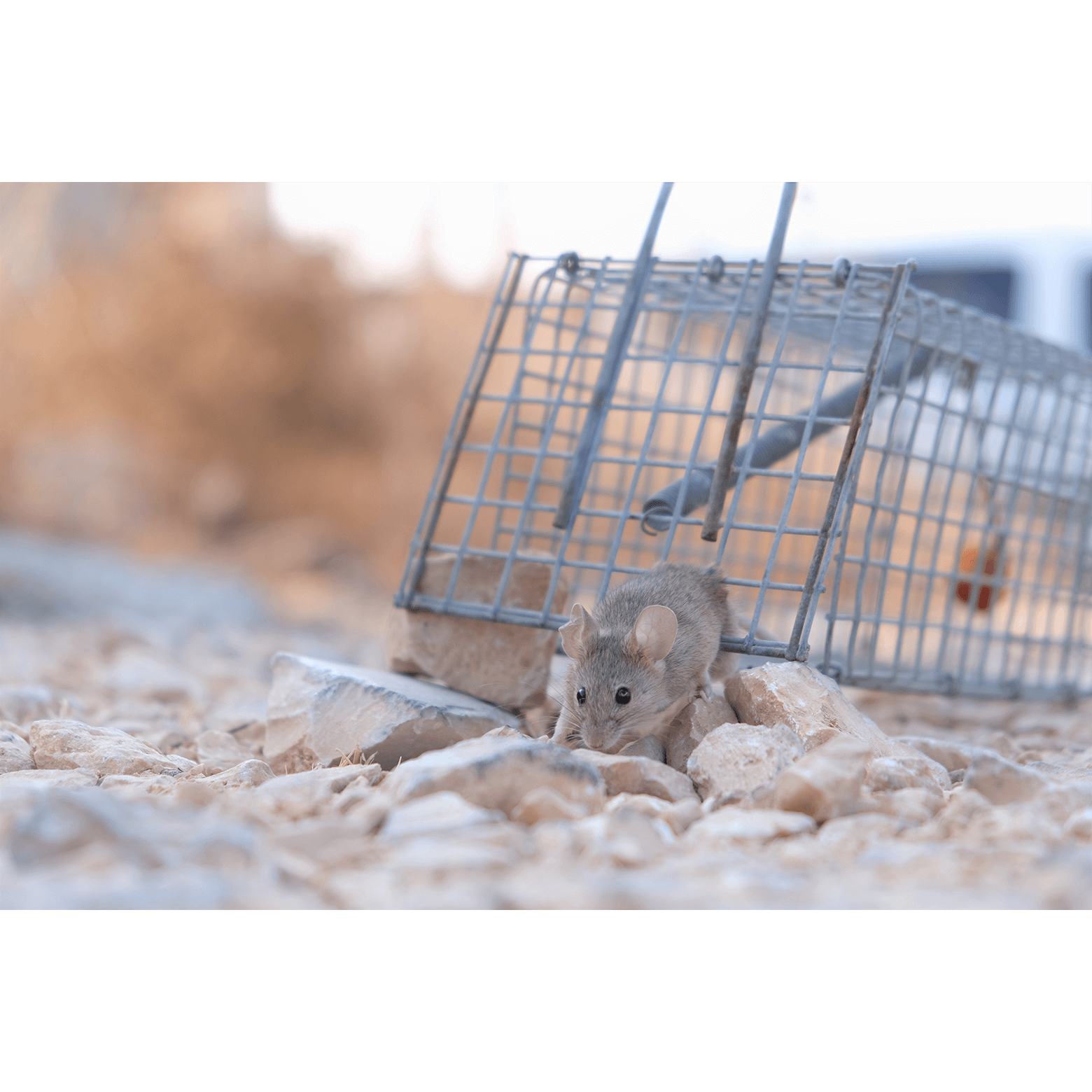 Overview of Rat Prevention in Orange County - All City Animal Trapping