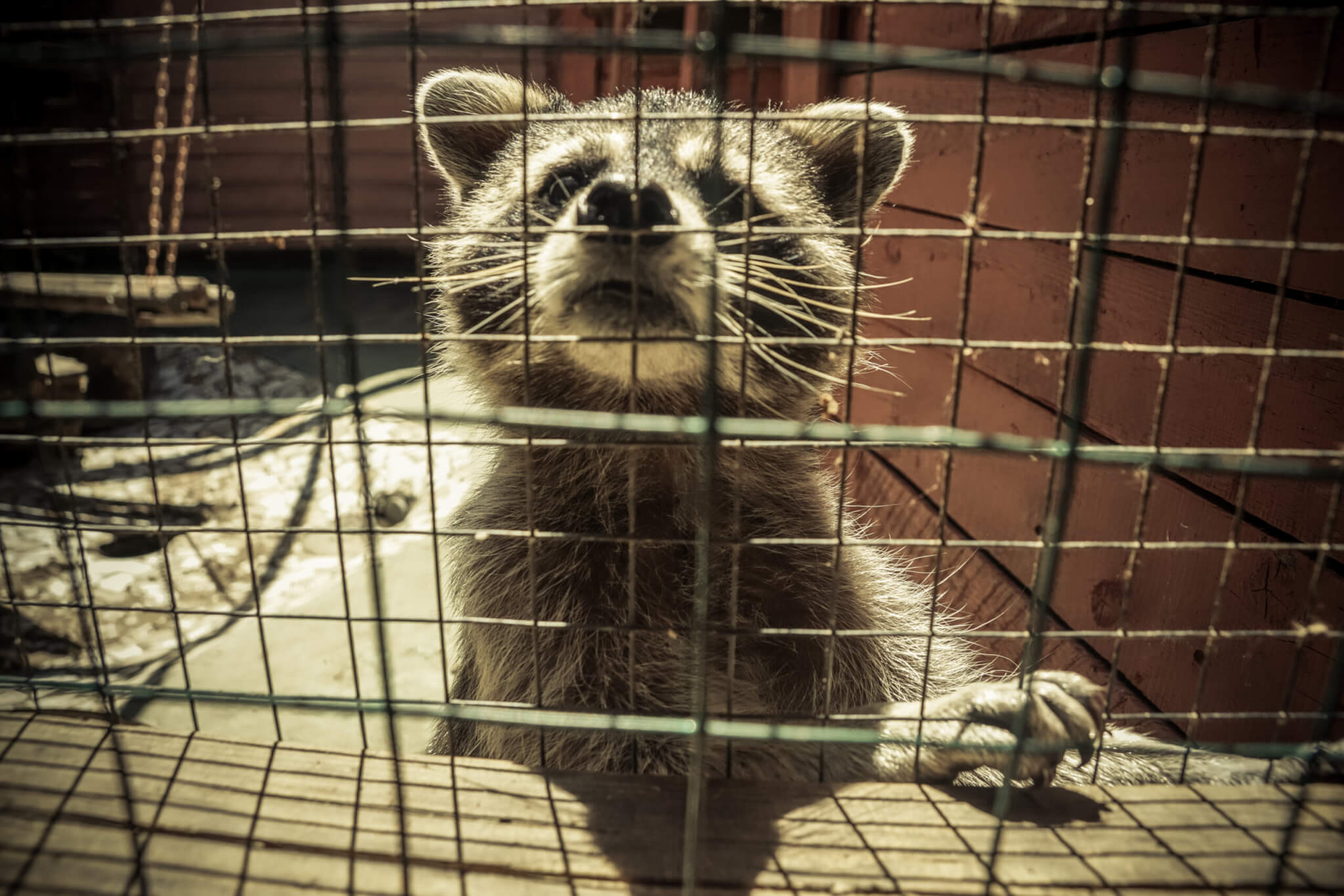 Raccoon Removal Los Angeles | All City Animal Trapping