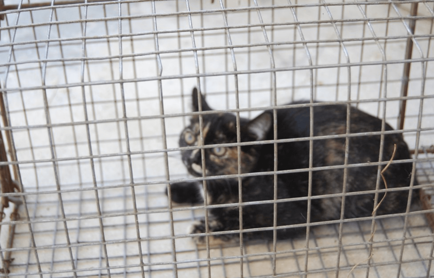 Cat Trapping - All City Animal Trapping