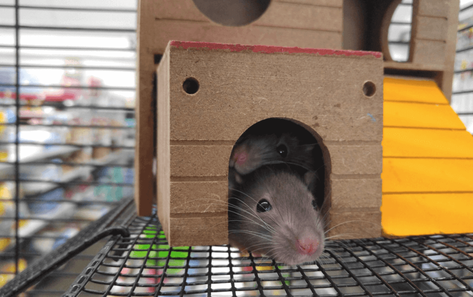 Overview of Rat Prevention in Orange County - All City Animal Trapping