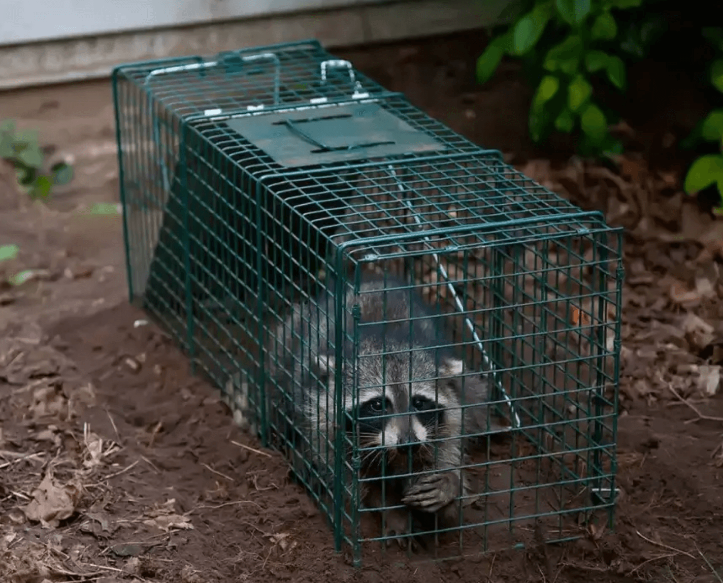 Trapping Company Near Me | All City Animal Trapping