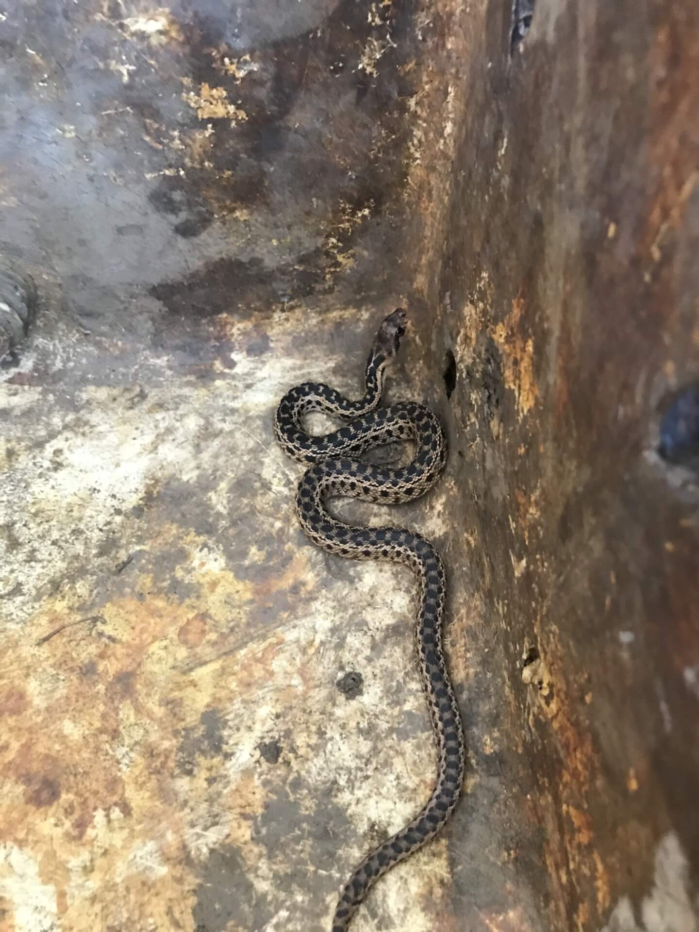 Snake Removal - Los Angeles County Snake Removal | All City Animal Trapping