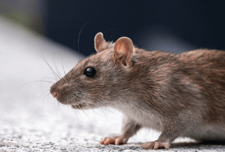 Rat Removal - Los Angeles County Rat Trappers | All City Animal Trapping
