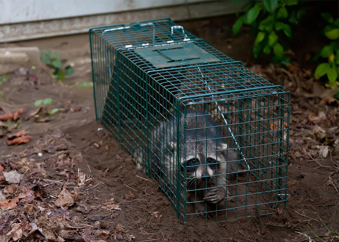 Humane Animal Trapping and Removal Company | All City Animal Trapping